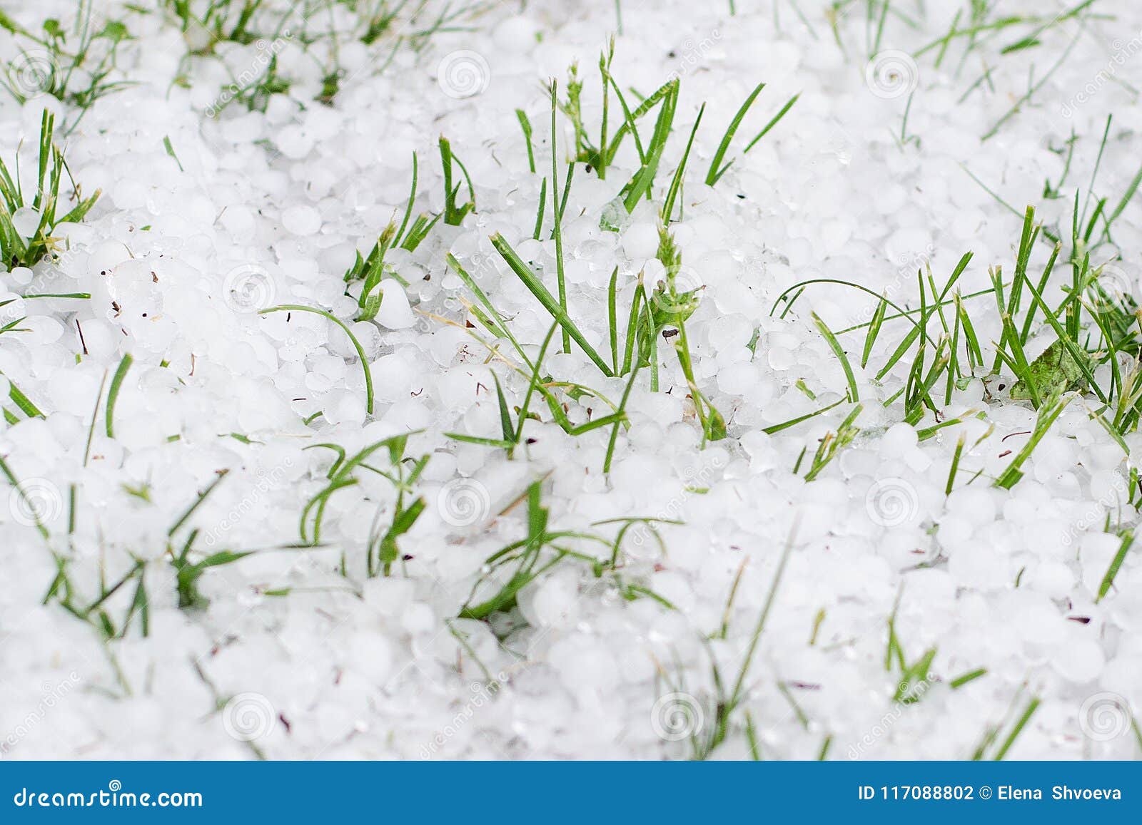 Spring hail on green lawn stock photo. Image of grains - 117088802