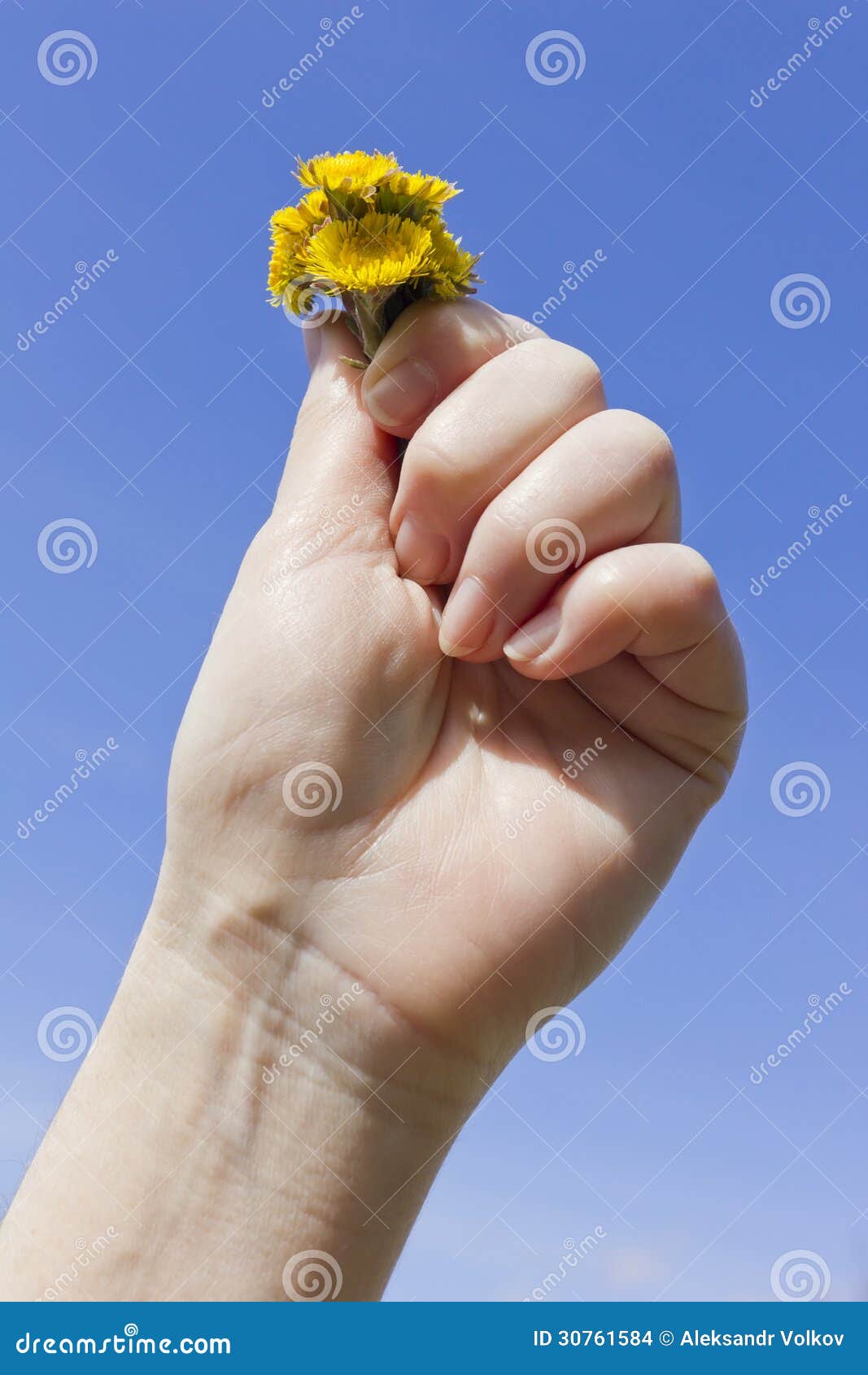 Spring hand stock photo. Image of body, beauty, daisies - 30761584