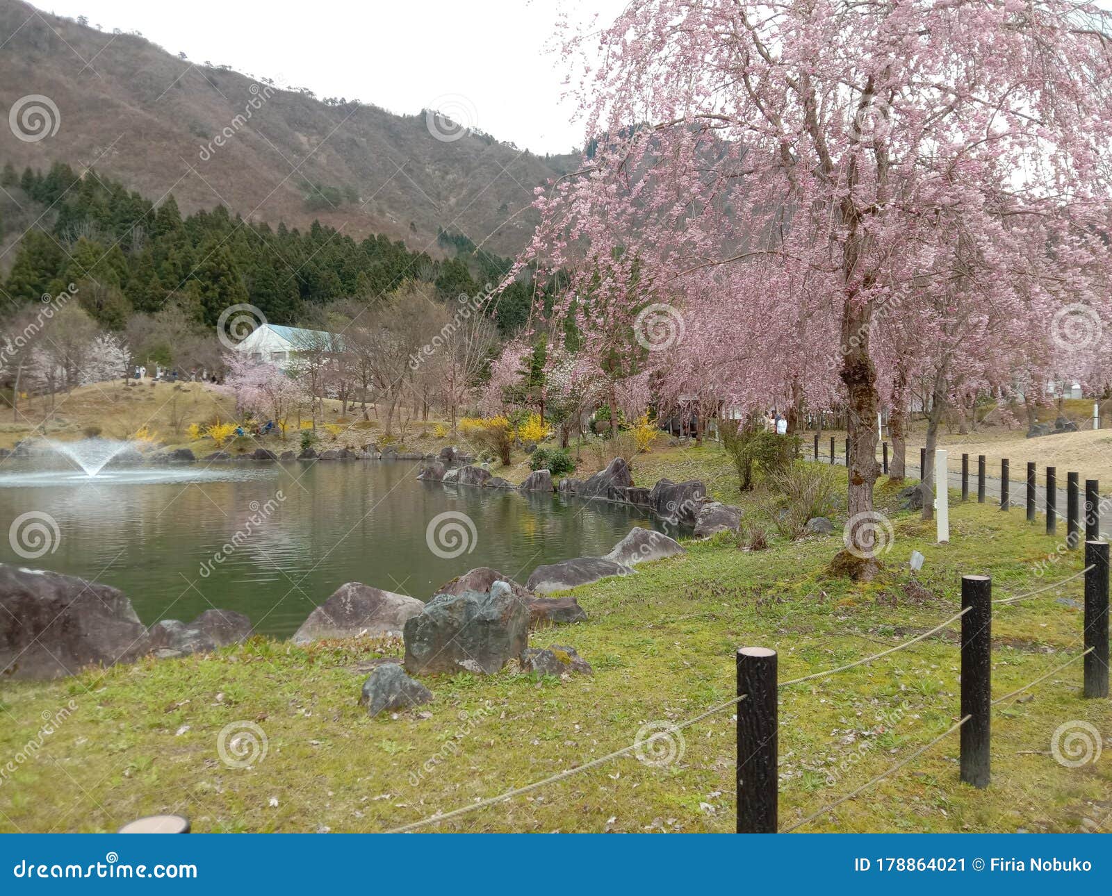 Spring Haru Cherry Blossom Park Stock Image - Image of waterway, garden ...