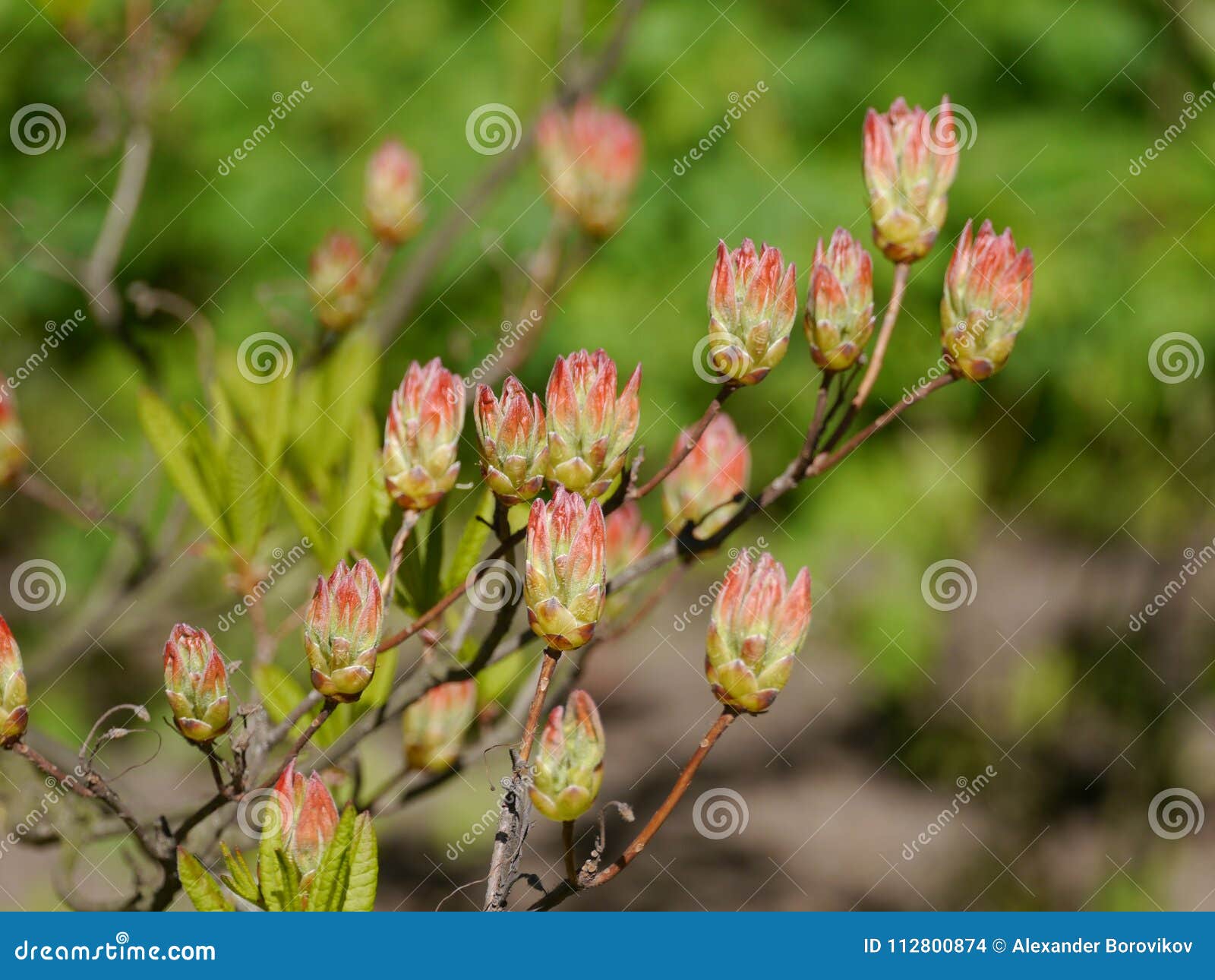 The first buds in spring stock photo. Image of pink - 112800874