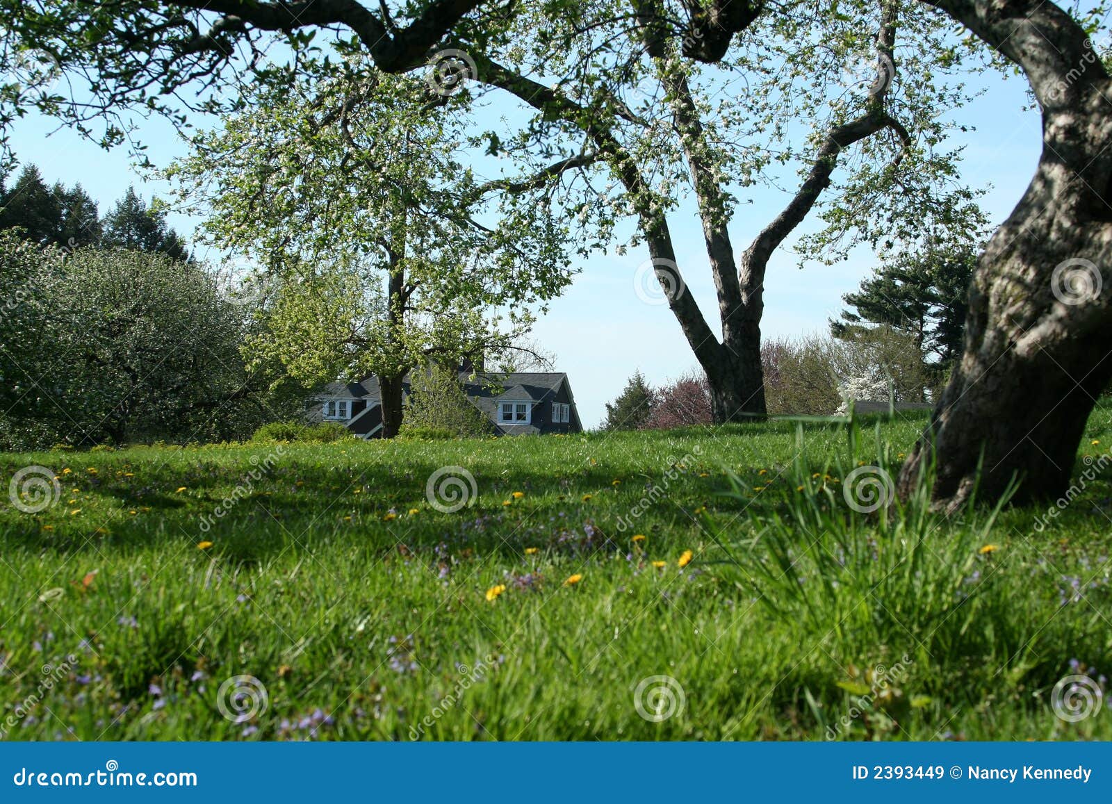Spring has Arrived stock image. Image of grass, spring - 2393449 Spring has Arrived stock image. Image of grass, spring - 2393449