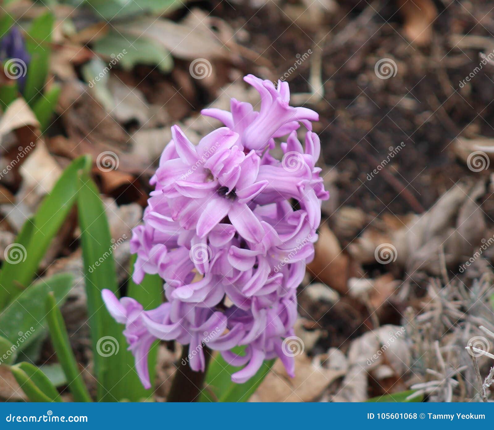 Lavender Hyacinth of Spring Stock Photo - Image of easter, purple ...