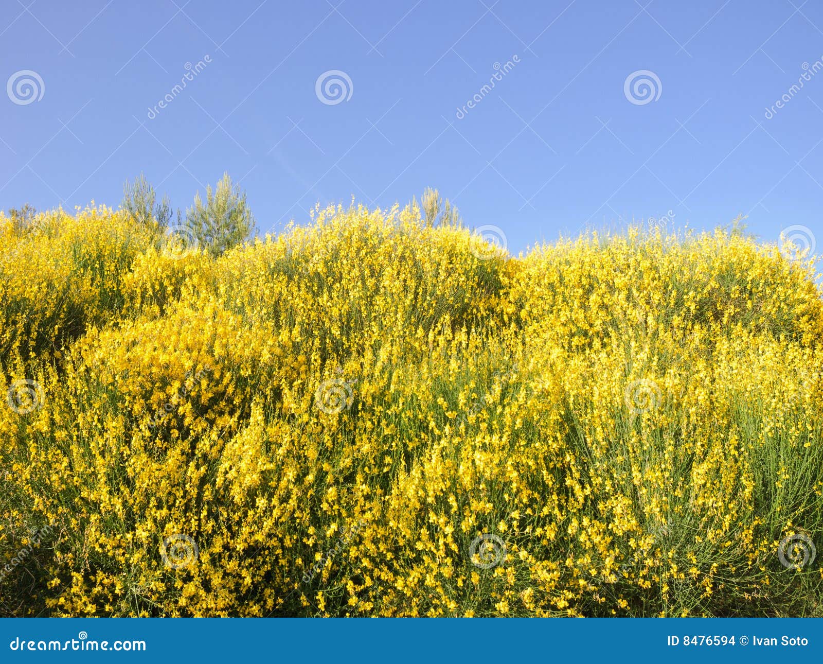 Spring has come stock photo. Image of plants, cytisus - 8476594