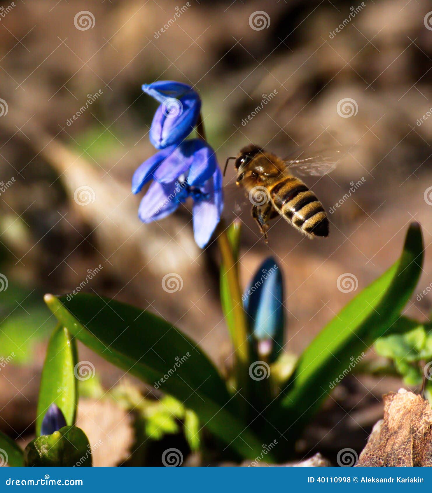 Spring has come stock photo. Image of nature, flower - 40110998