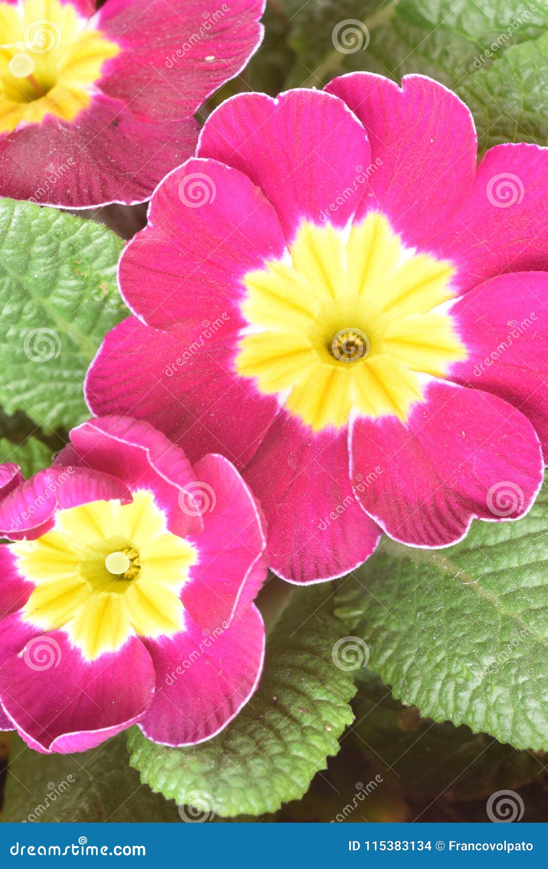 Primroses Bloom in the First Warm Days of Spring 056 Stock Photo ...