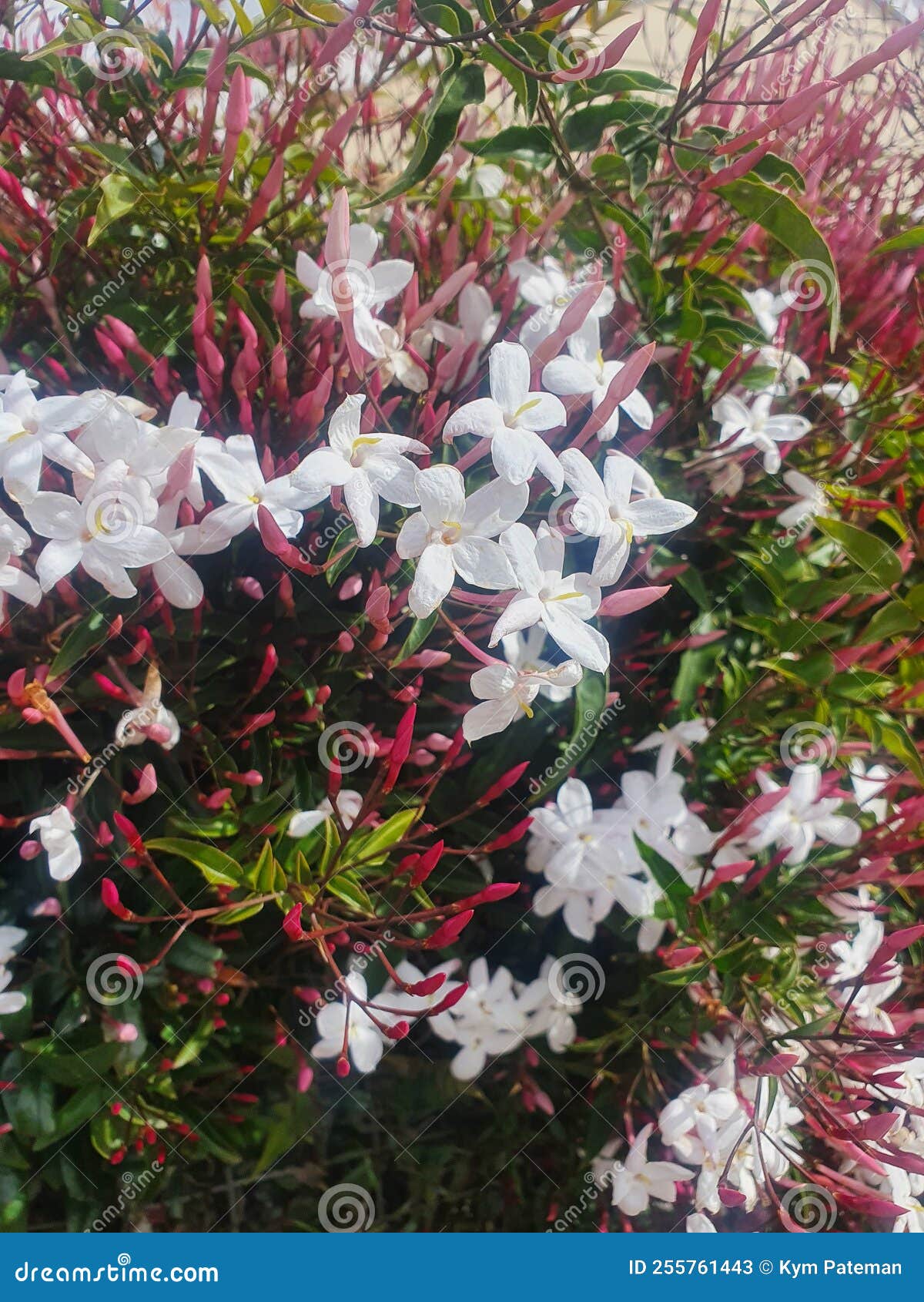 Spring Has Sprung stock image. Image of petal, spring - 255761443