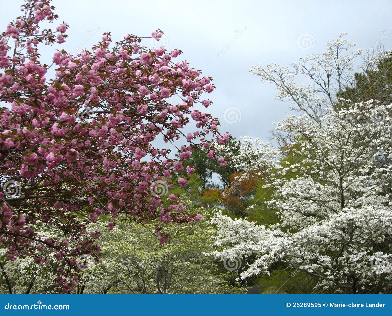 Spring has sprung stock image. Image of buds, colours - 26289595