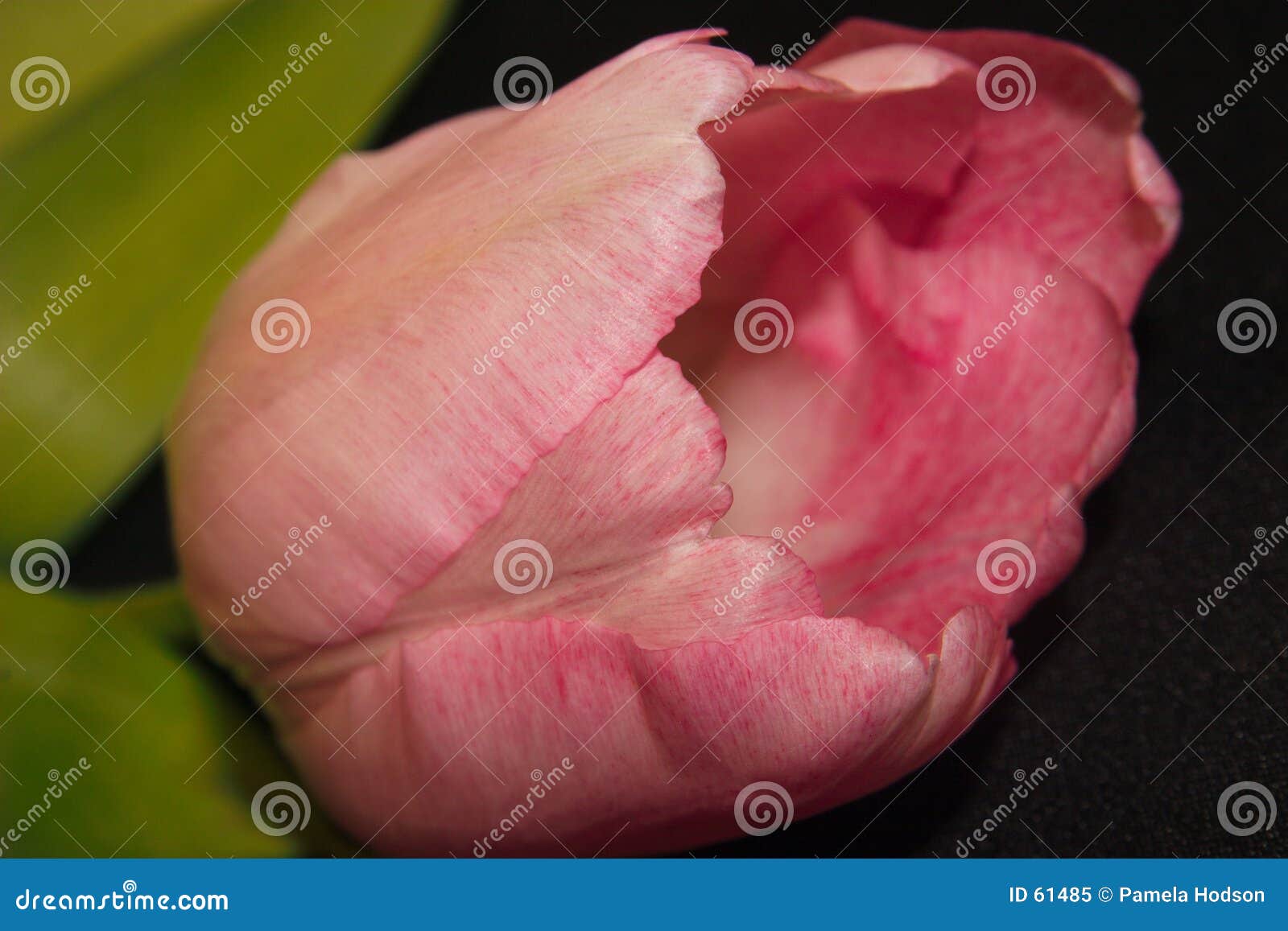 Spring has sprung stock image. Image of tulip, flora, garden - 61485