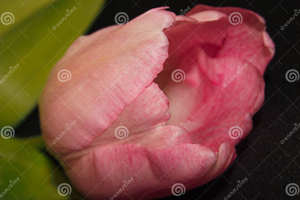 Spring has sprung stock image. Image of tulip, flora, garden - 61485