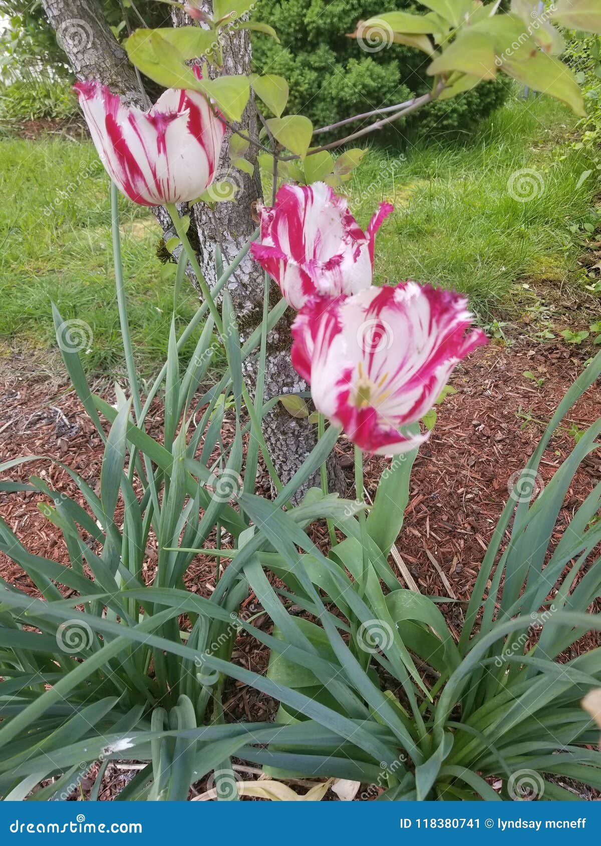 Spring has sprung stock image. Image of flowers, garden - 118380741