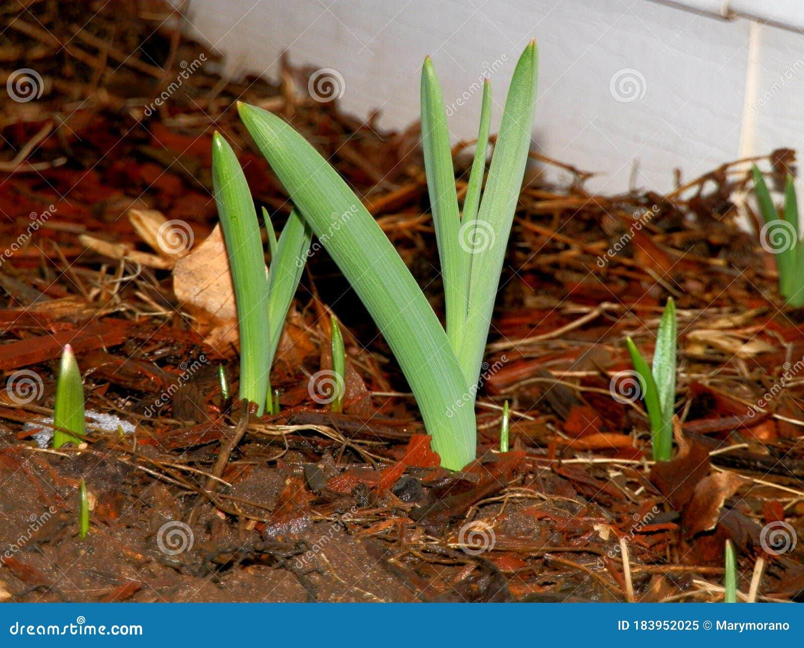 Spring Has Sprung! New Plants Starting To Grow! Stock Image - Image of ...