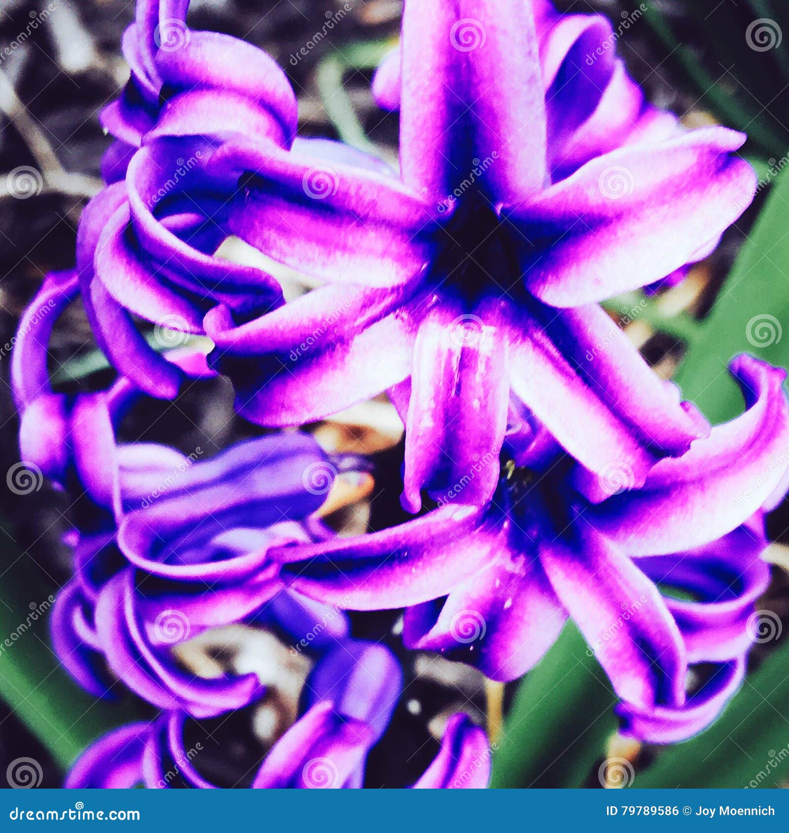 Spring Has Sprung stock photo. Image of vibrant, easter - 79789586