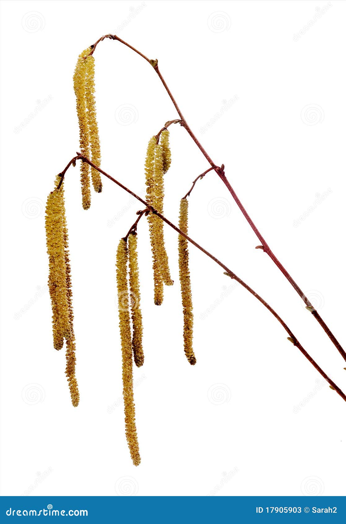 Hazel Catkins (Corylus Avellana) In Springs Stock Photography ...