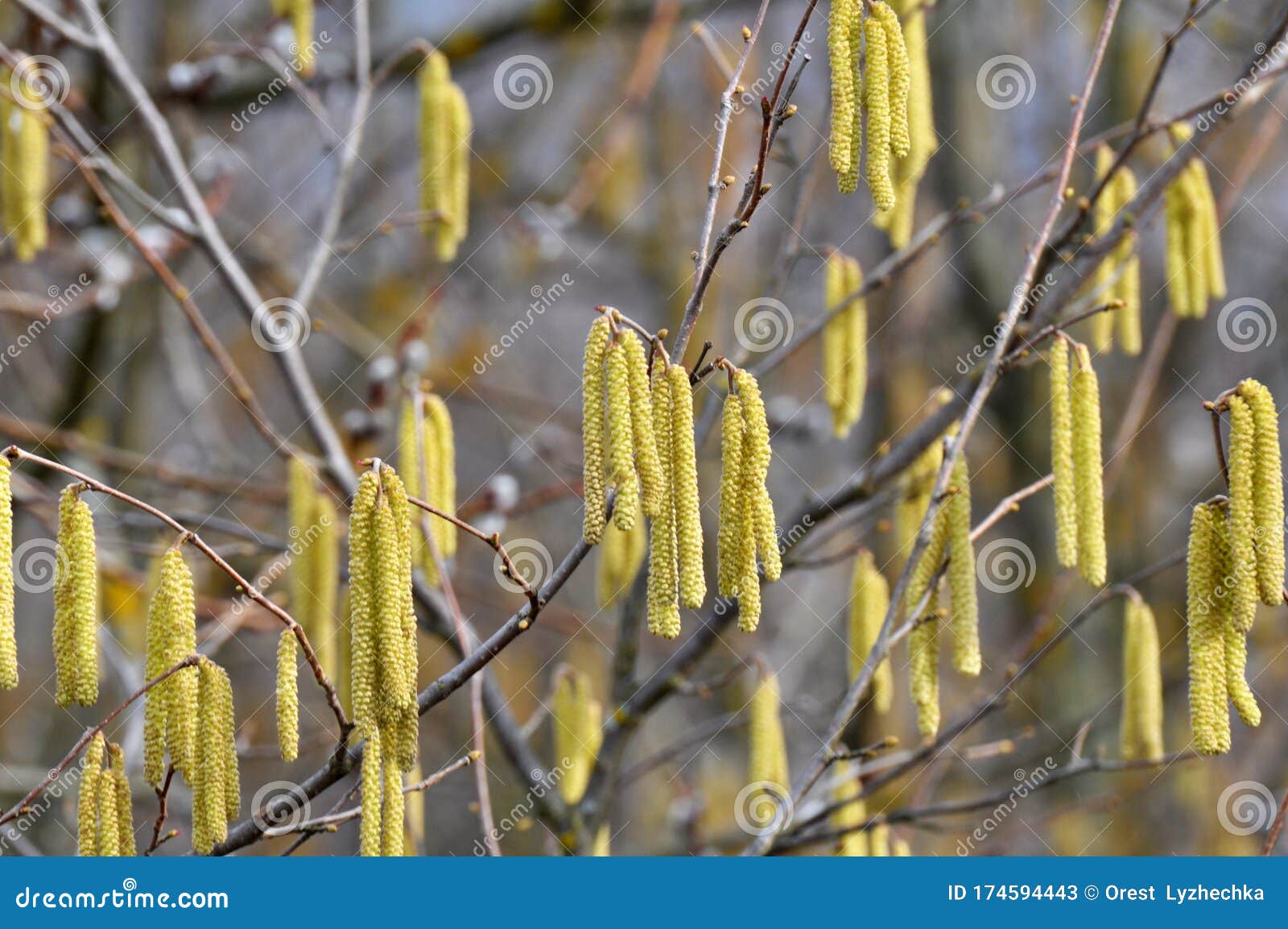 In the Spring, Hazel Corylus Avellana Blooms in the Forest Stock Image ...
