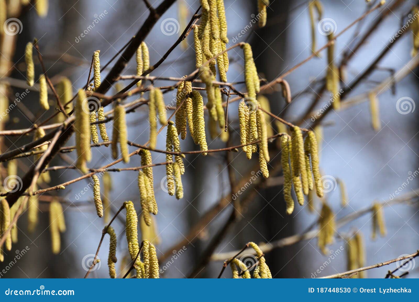 In the Spring, Hazel Corylus Avellana Blooms in the Forest Stock Photo ...