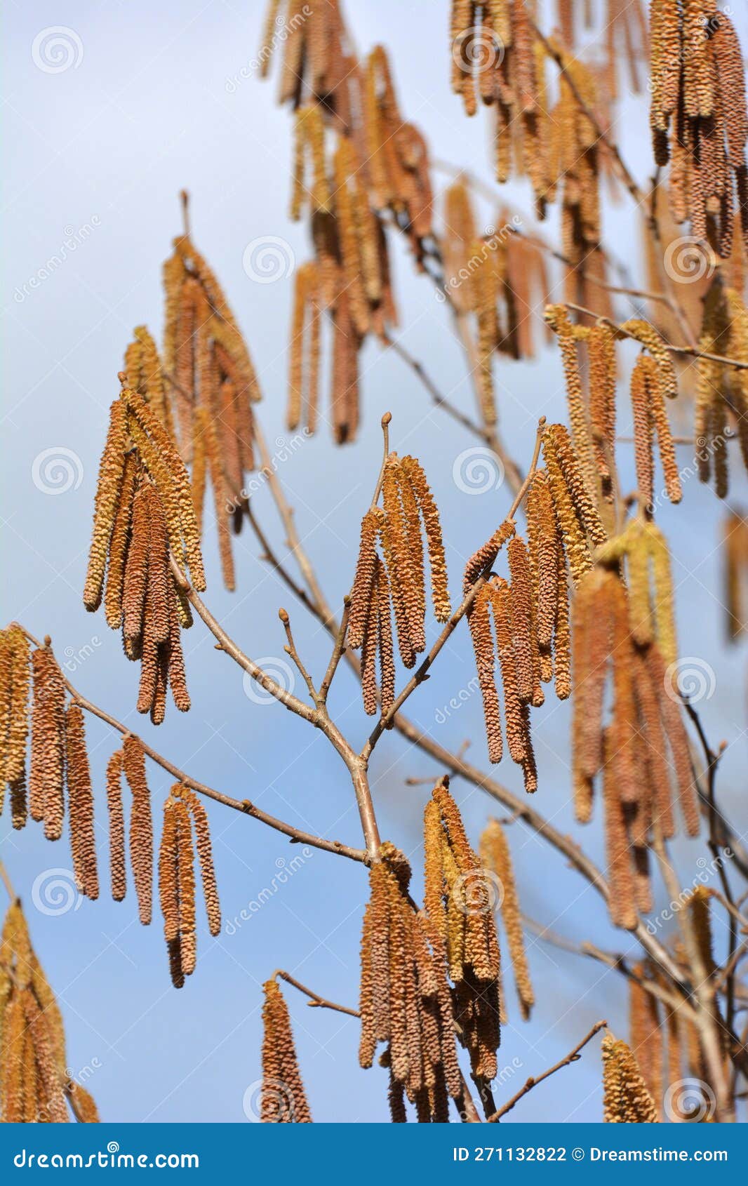 In the Spring, Hazel (Corylus Avellana) Blooms in the Forest Stock ...