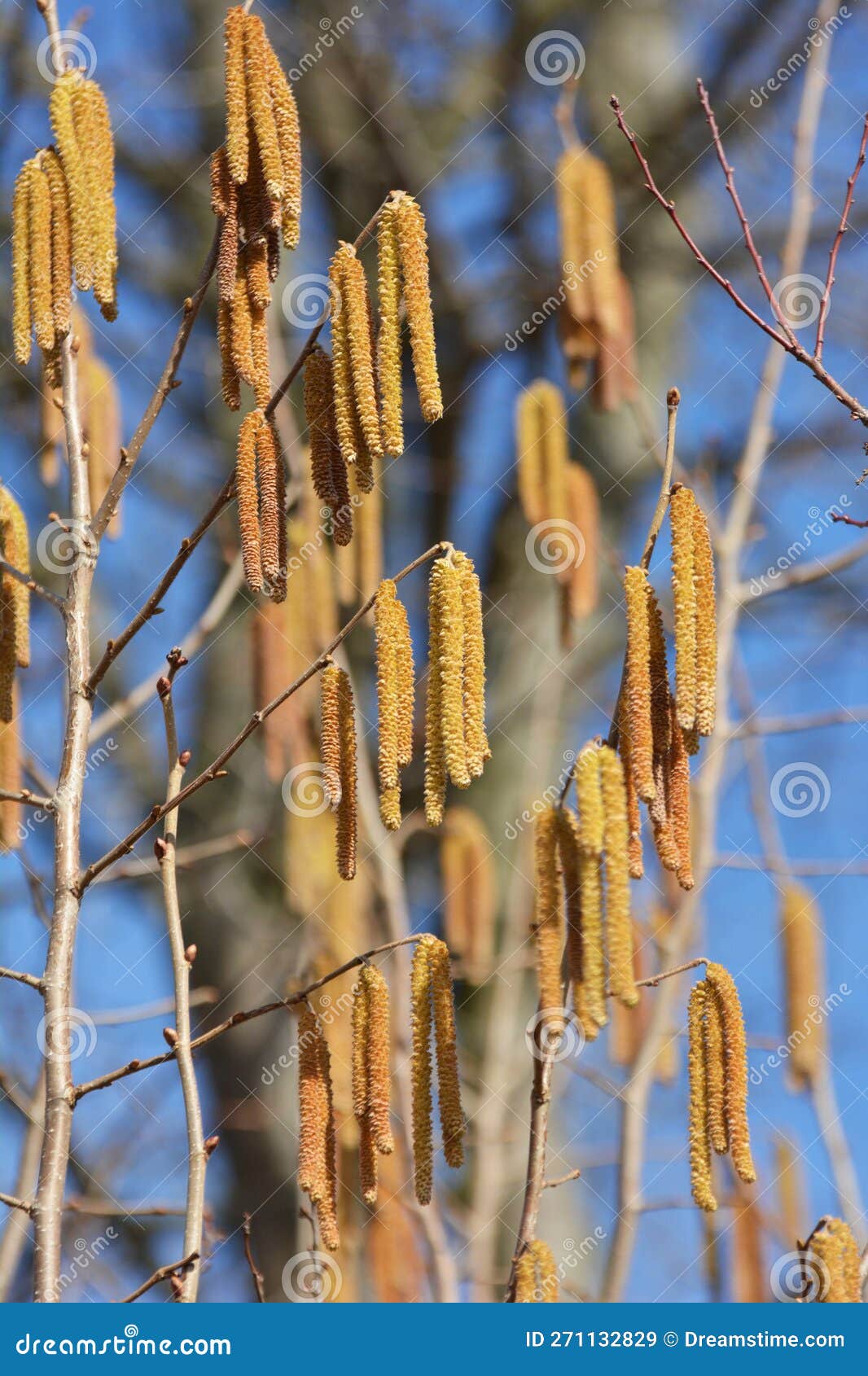 In the Spring, Hazel (Corylus Avellana) Blooms in the Forest Stock ...