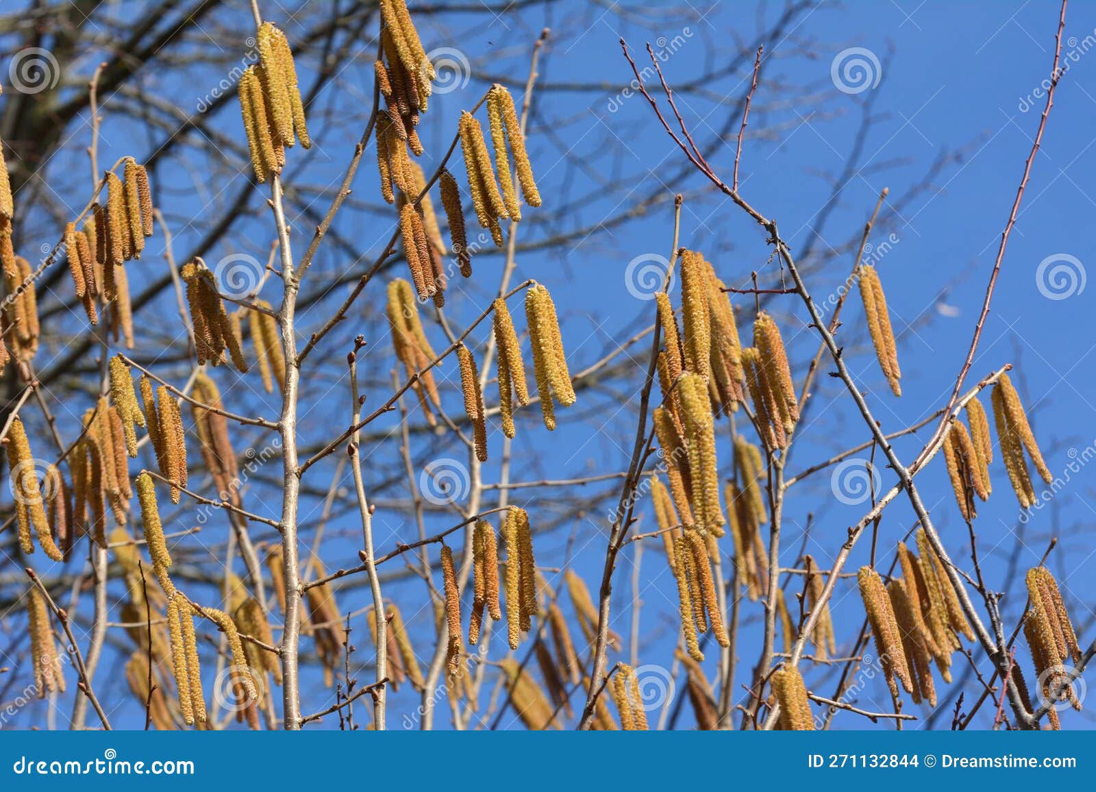 In the Spring, Hazel (Corylus Avellana) Blooms in the Forest Stock ...
