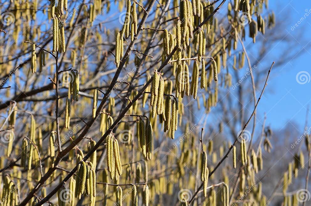In the Spring, Hazel (Corylus Avellana) Blooms in the Forest Stock ...