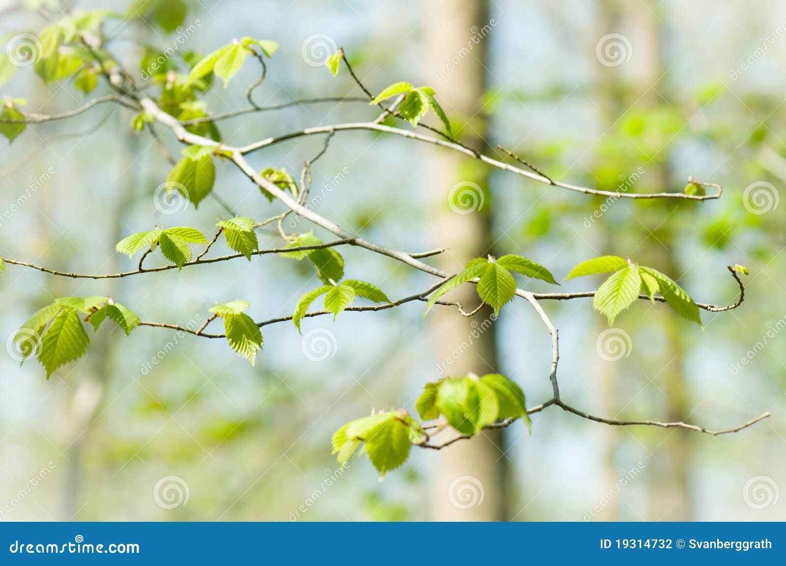 Spring Hazel leafs stock photo. Image of blue, spring - 19314732