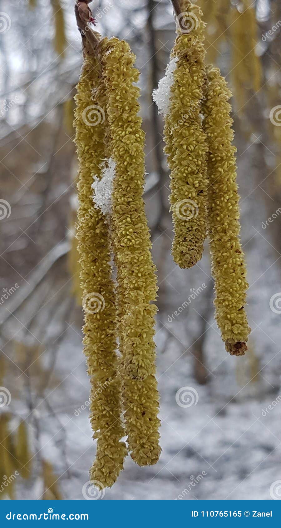 Spring hazel tree flowers stock image. Image of forest - 110765165