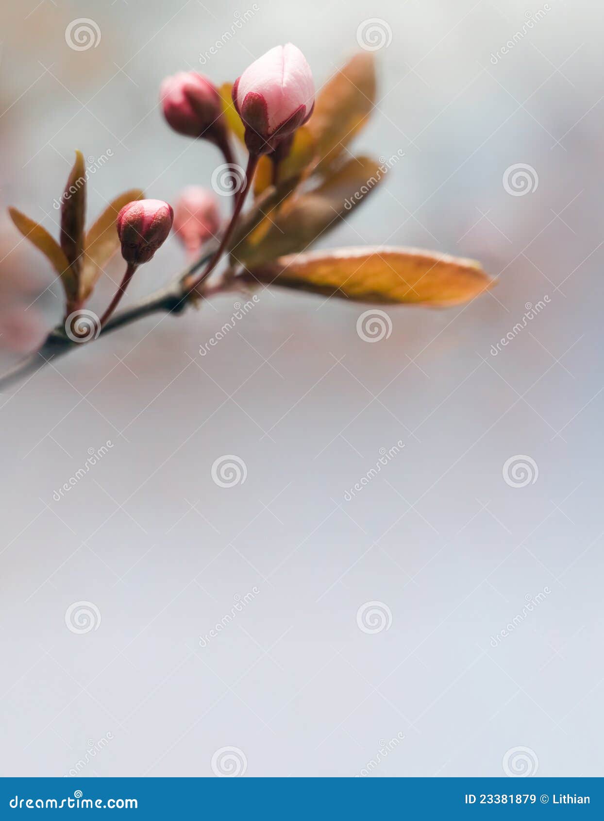 Spring Header with Pink Buds. Stock Image - Image of header, branch ...