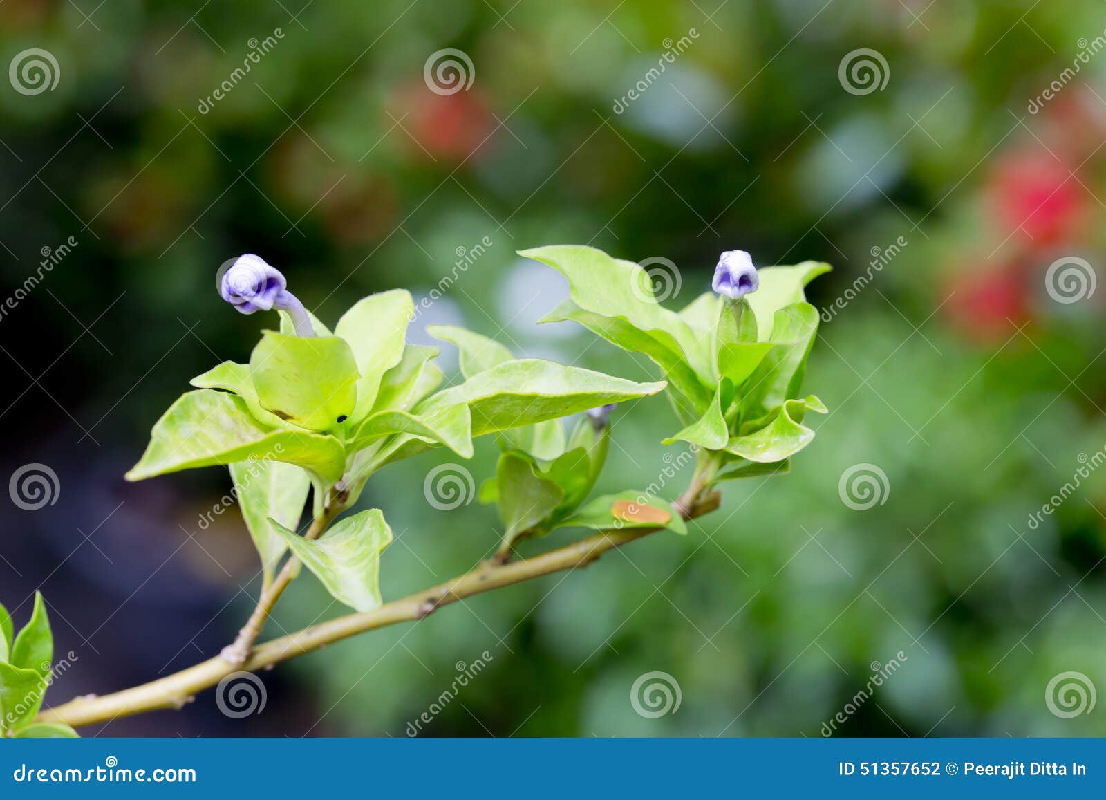 Spring Header with Purple Flower, Buds and Copy Space. Stock Photo ...
