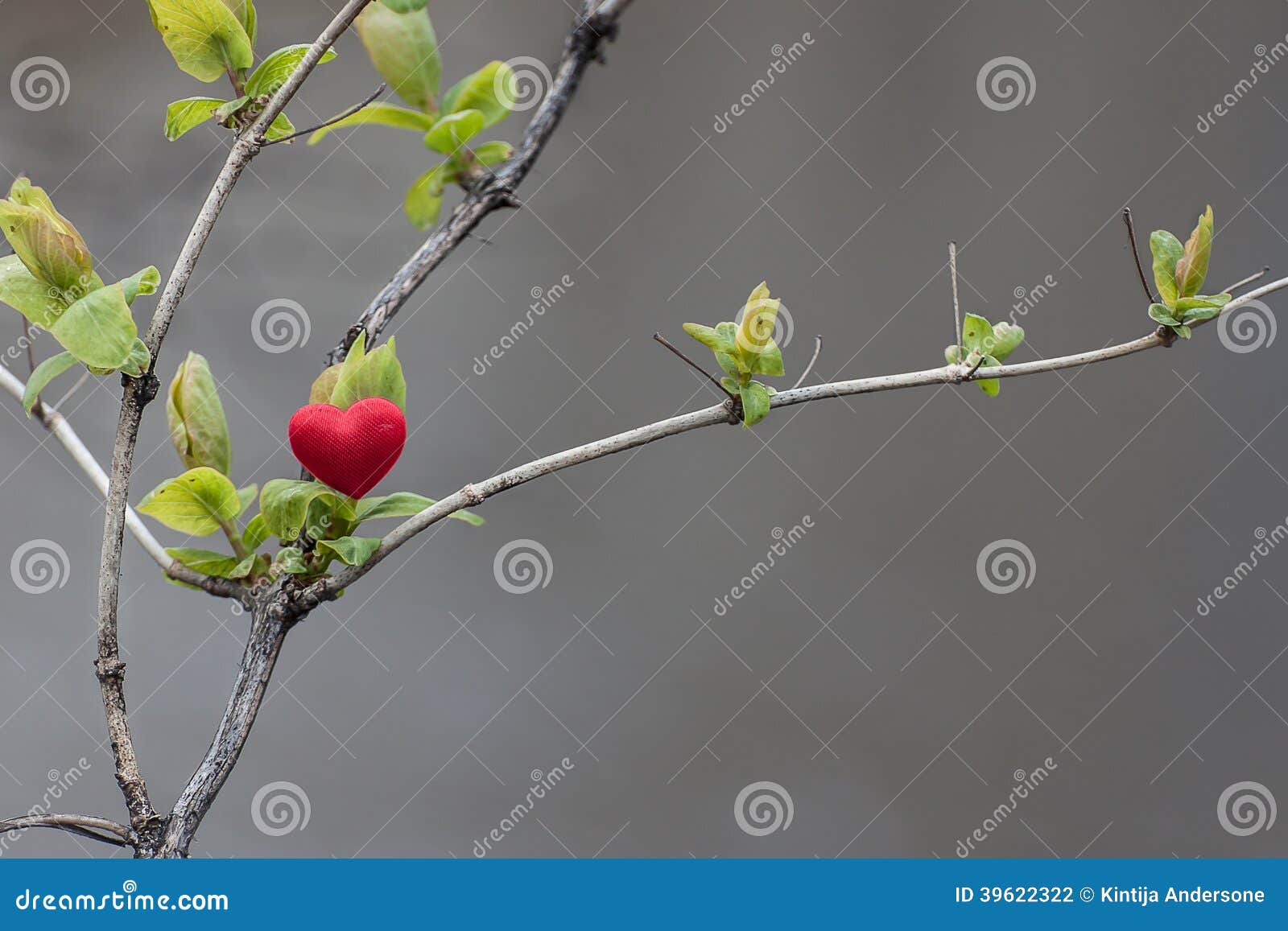 Spring in heart stock photo. Image of decor, outdoor - 39622322