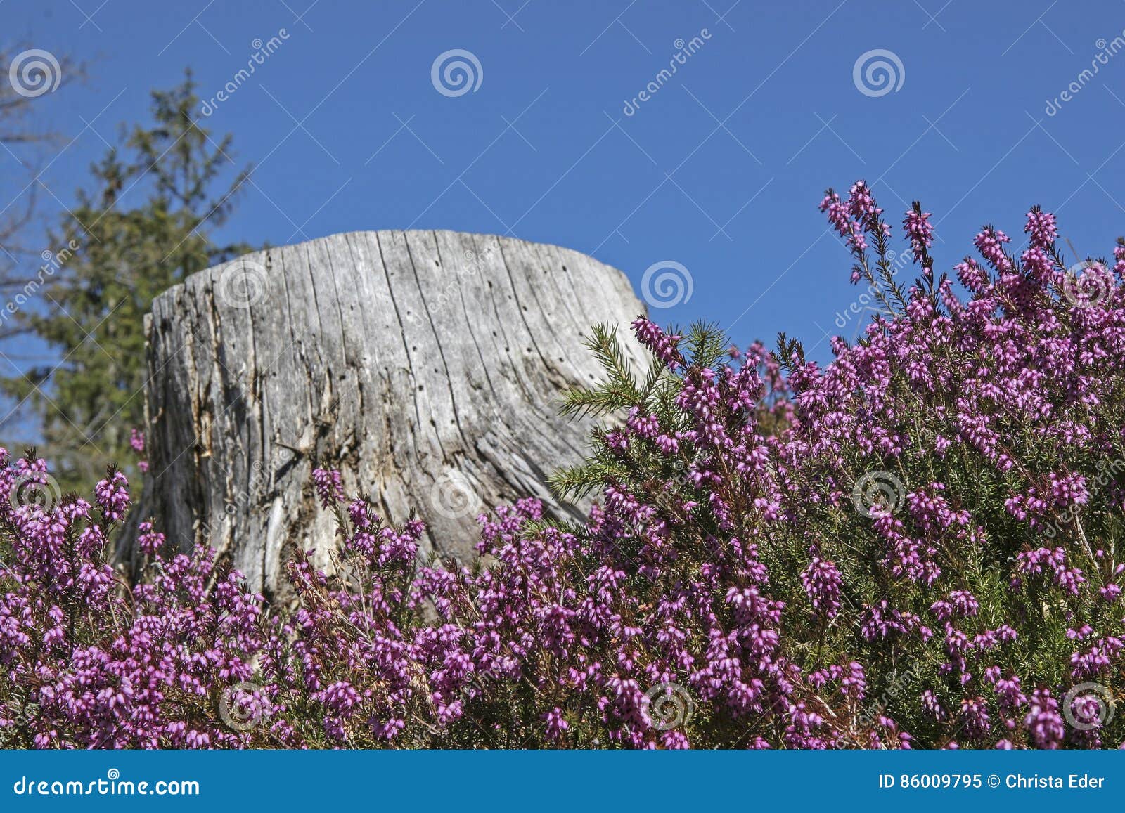 Spring Heather with Rootstock Stock Image - Image of stump, tree: 86009795