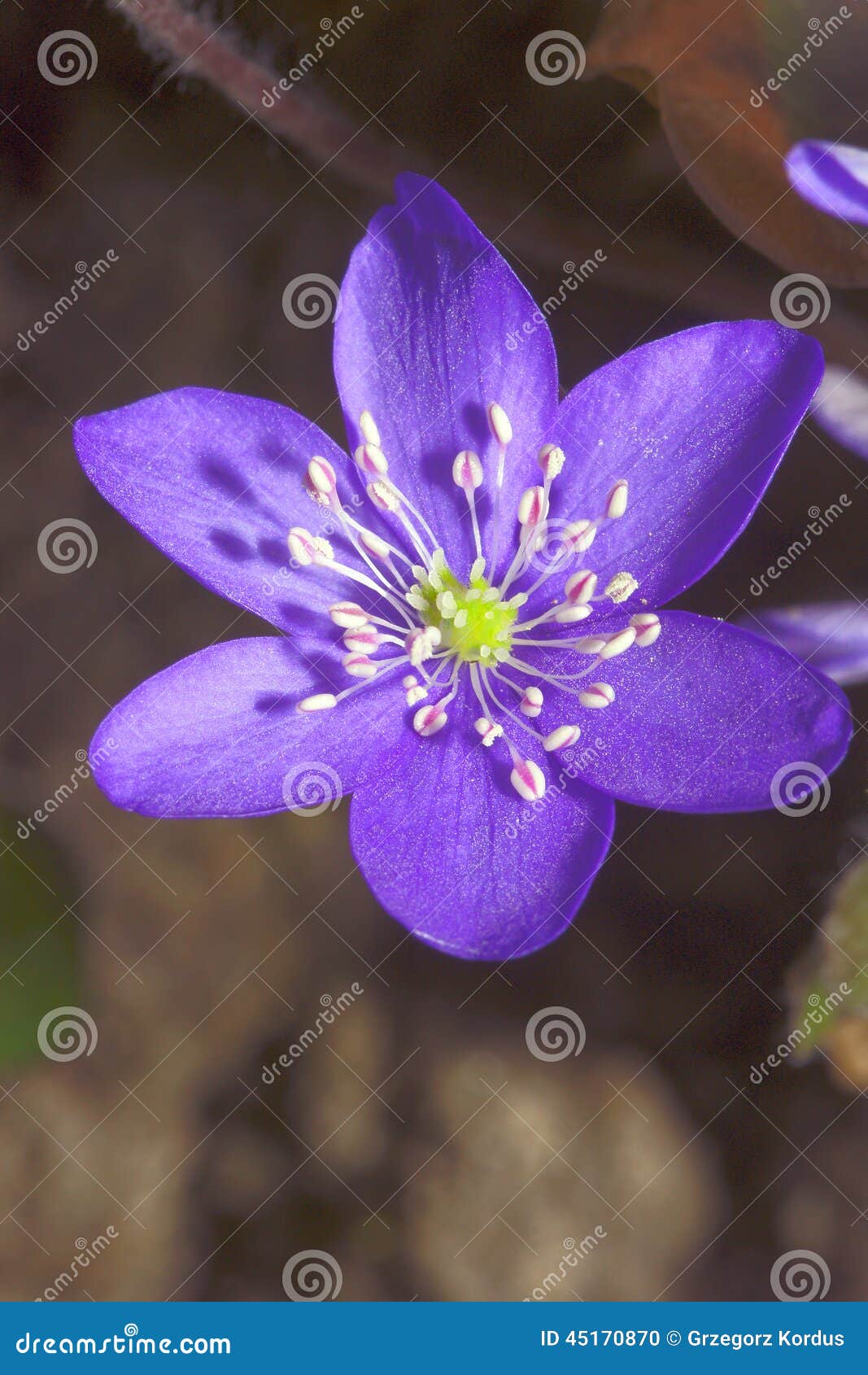 Spring Hepatica flower stock photo. Image of flora, plant - 45170870