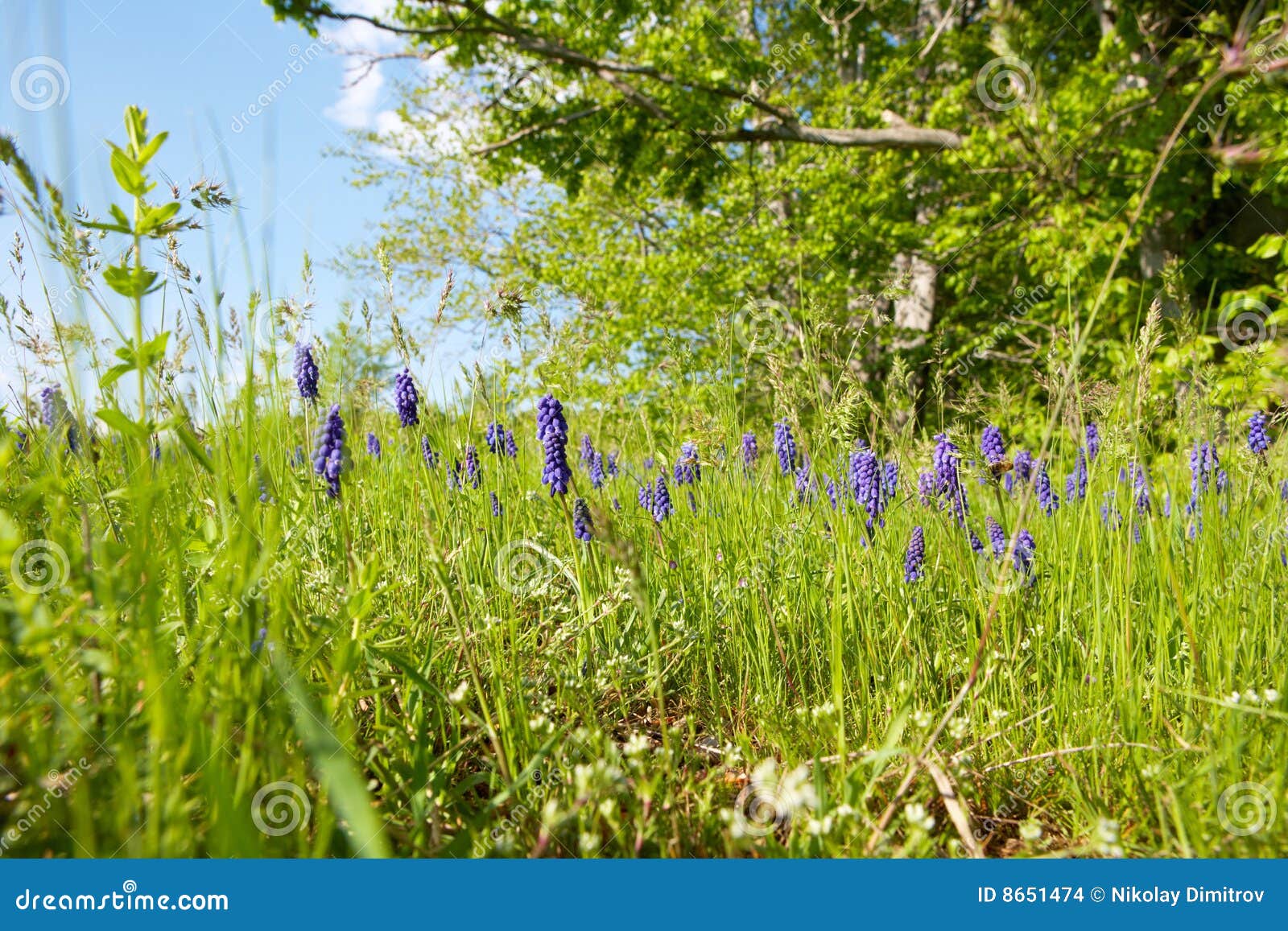 Spring herbs stock photo. Image of fresh, spring, ecology - 8651474
