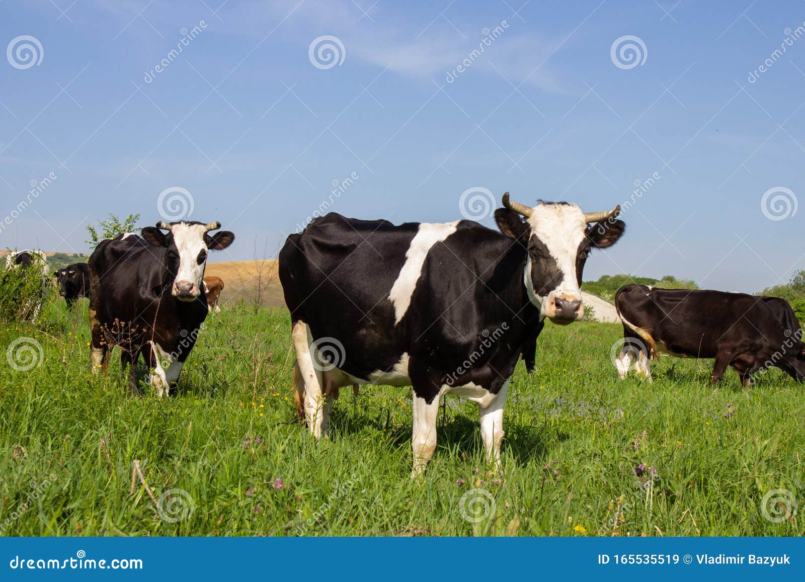 Spring Herd of Cows on Pasture,cows are Standing in the Pasture in the ...