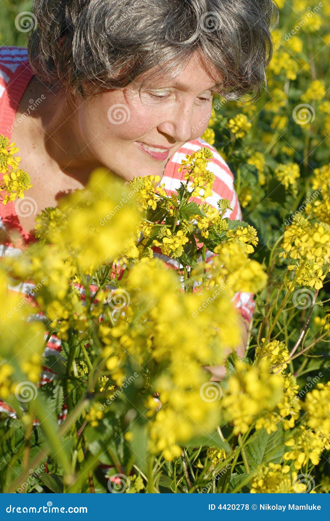 Spring is here stock photo. Image of calm, flowers, field - 4420278