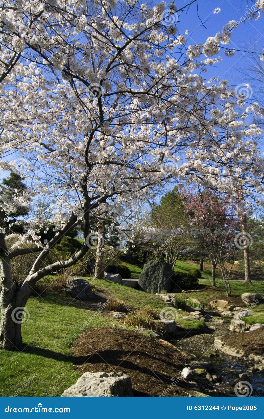 Spring is Here! stock photo. Image of botanical, bloom - 6312244