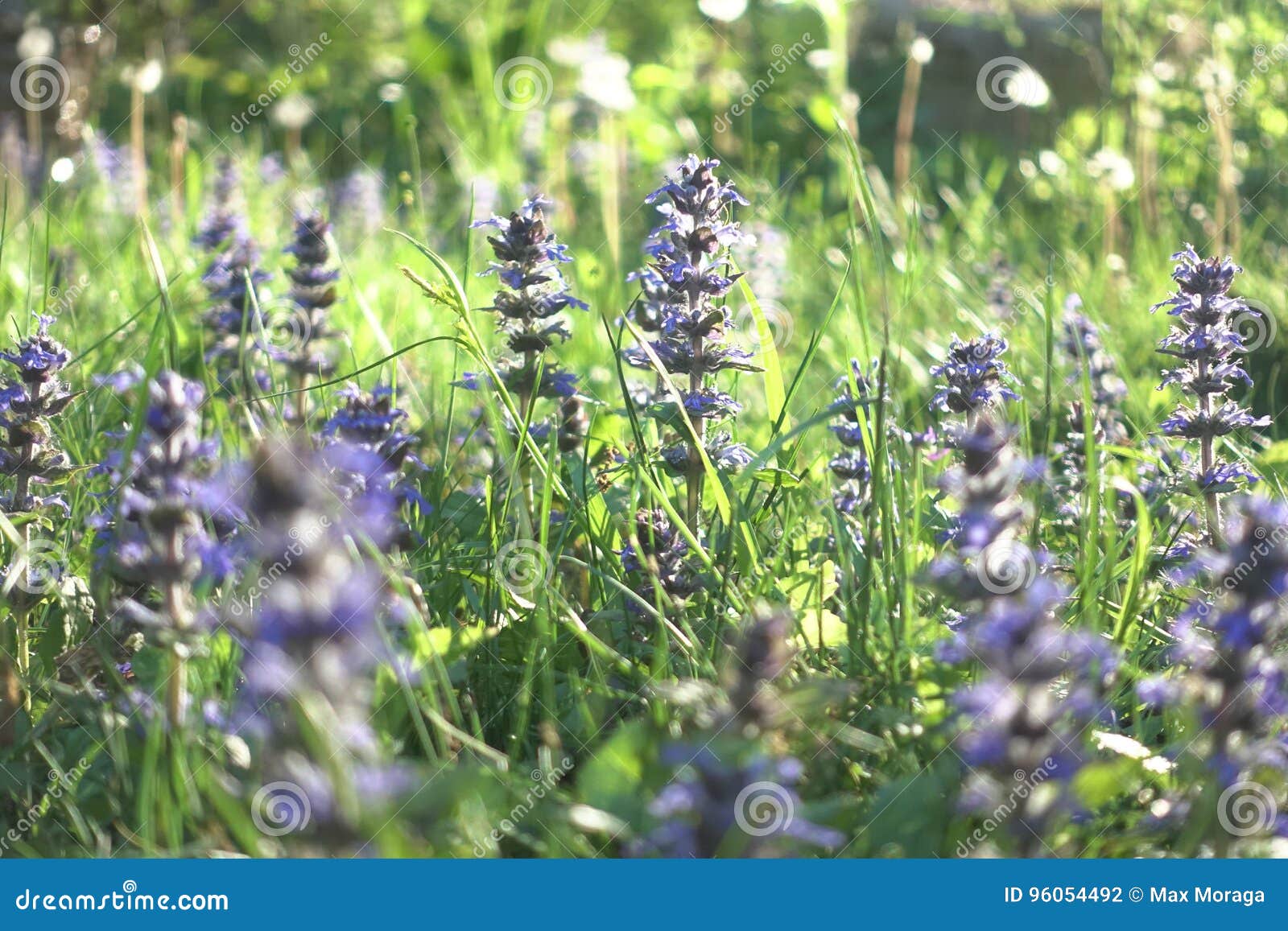 Spring is Here editorial photography. Image of green - 96054492