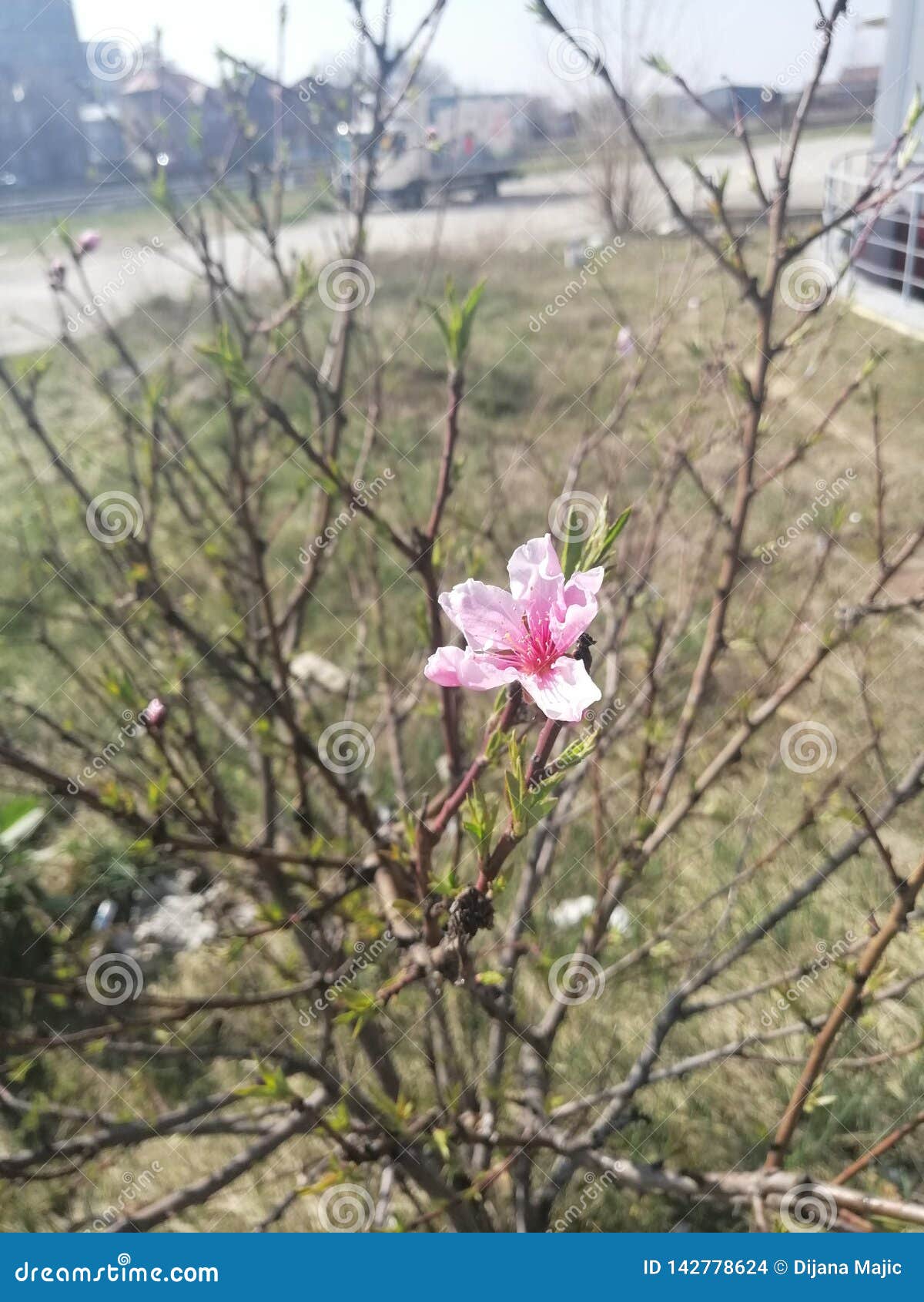 Spring is here stock photo. Image of beautifulday, sunshine - 142778624