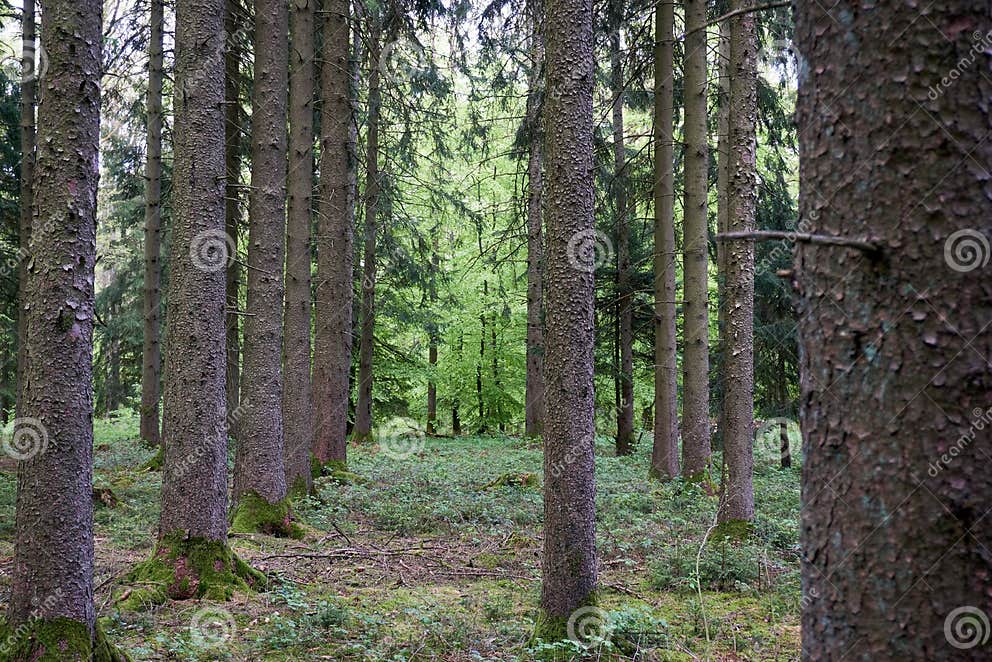 Spring Hike on a Forest Path in the Green Eifel, Germany Stock Image ...