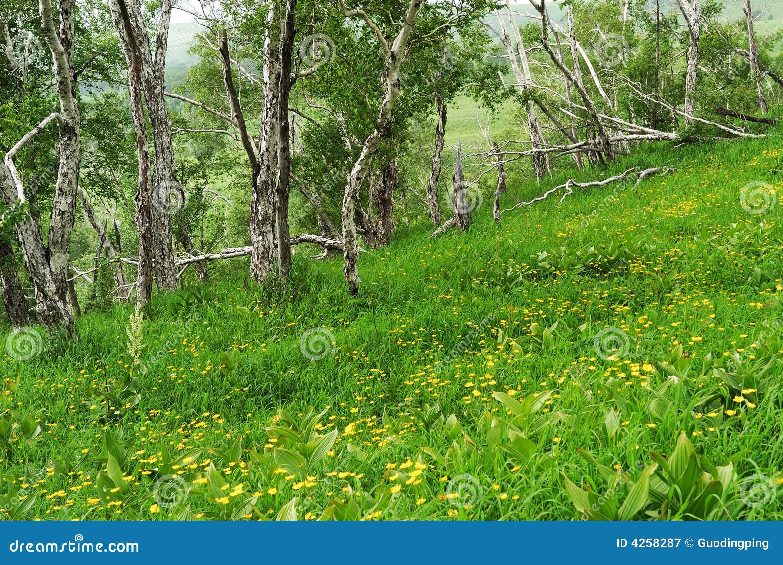 Spring hillside stock image. Image of blooming, forests - 4258287
