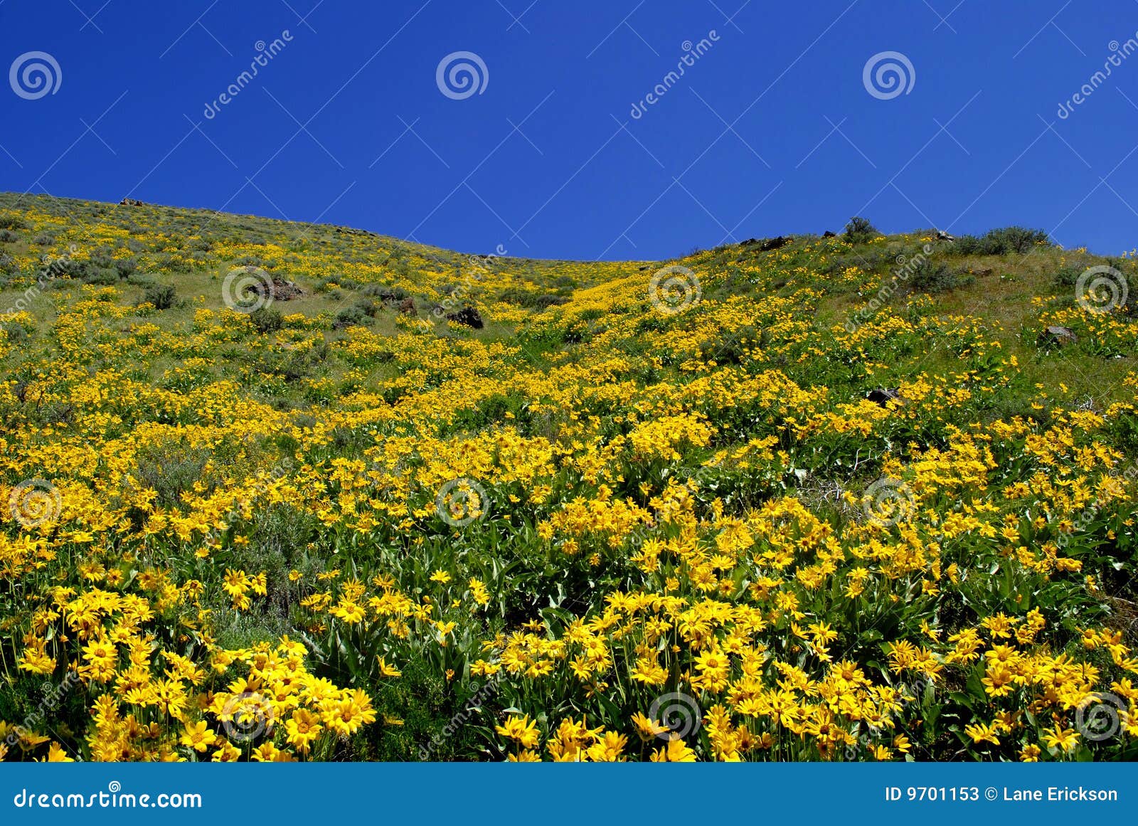 Spring Hillside stock image. Image of grass, country, culture - 9701153