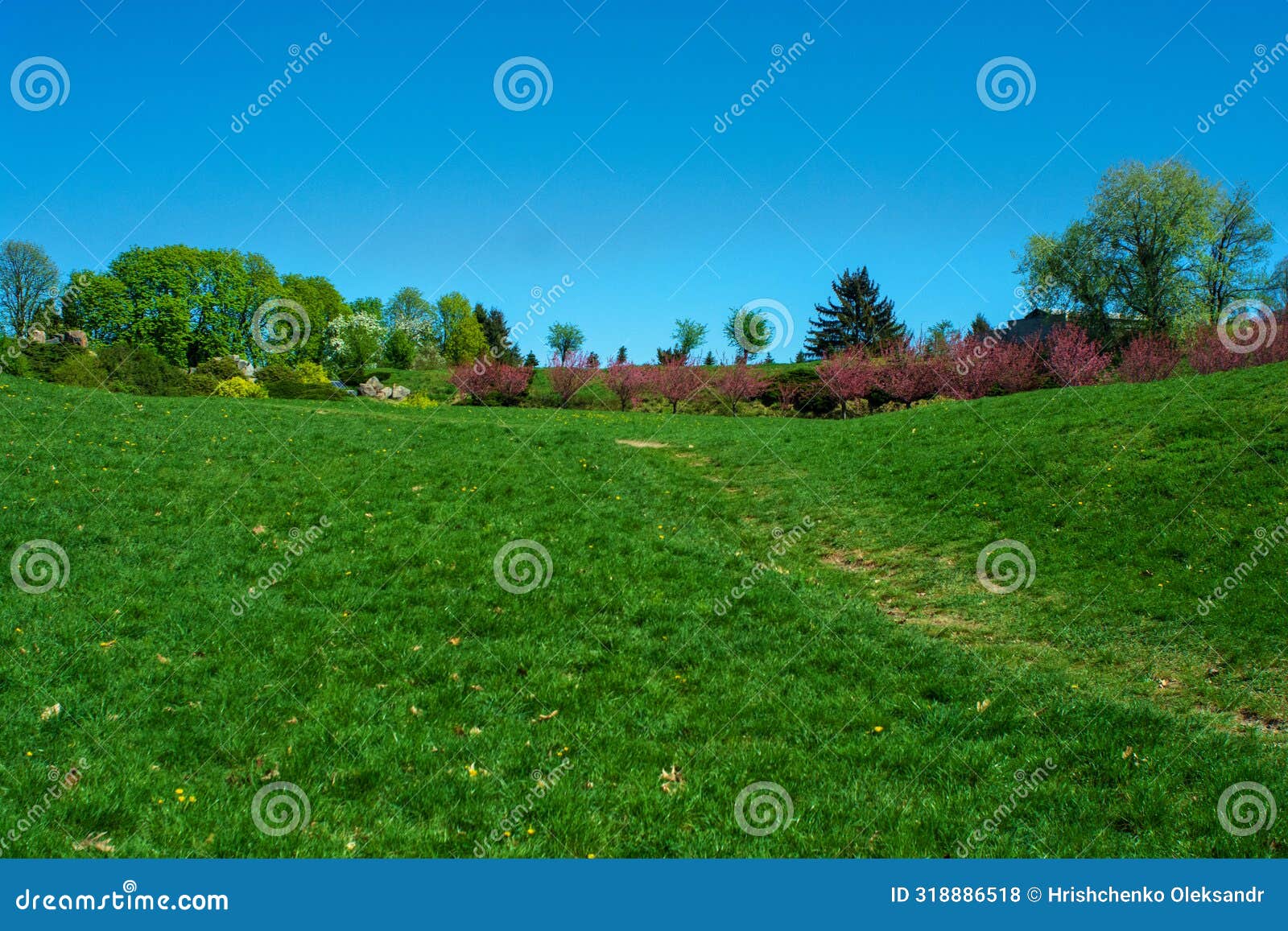 Spring Hilly Field with Green Grass Stock Photo - Image of peaceful ...
