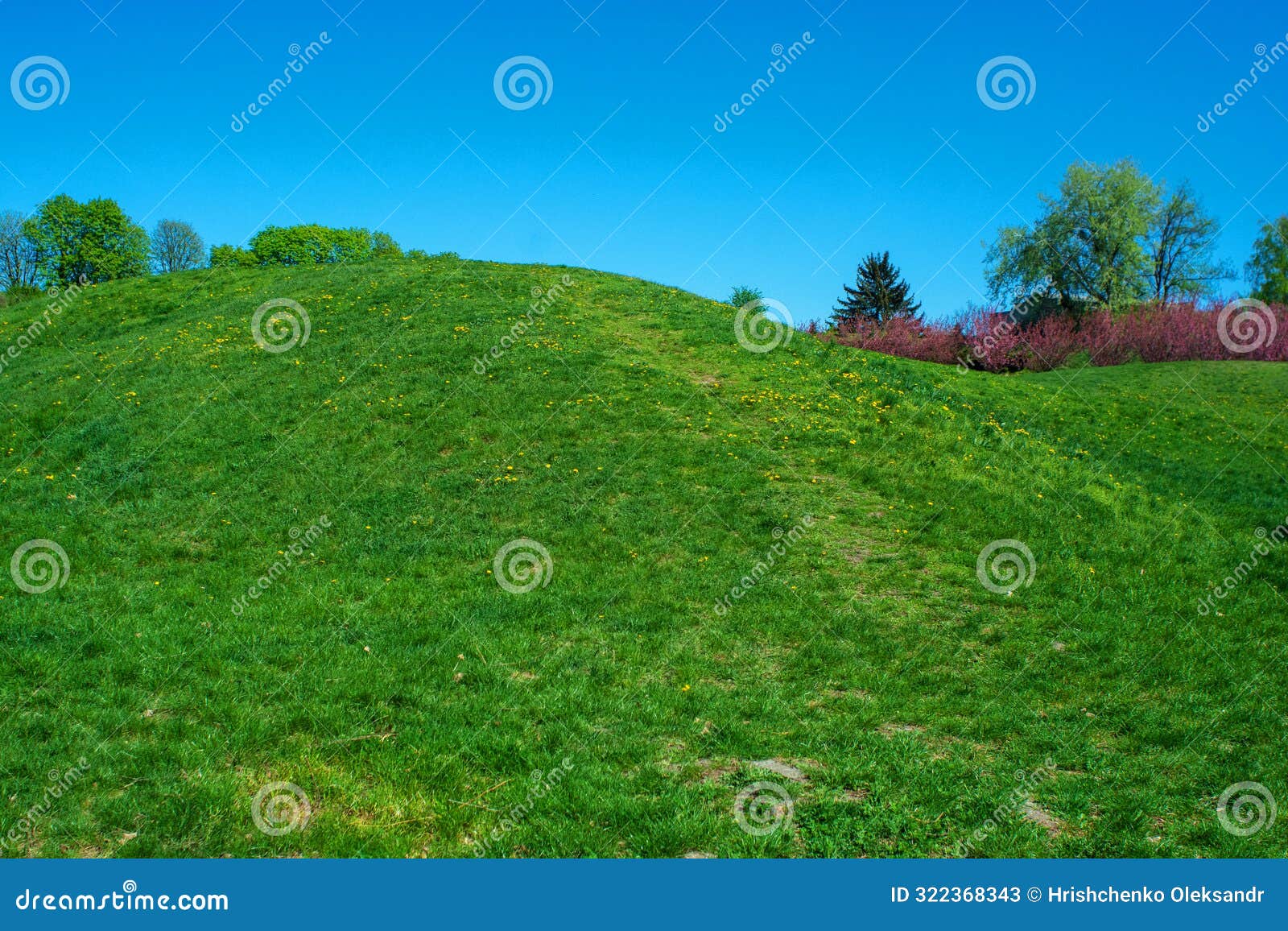 Spring Hilly Field with Green Grass Stock Image - Image of field ...