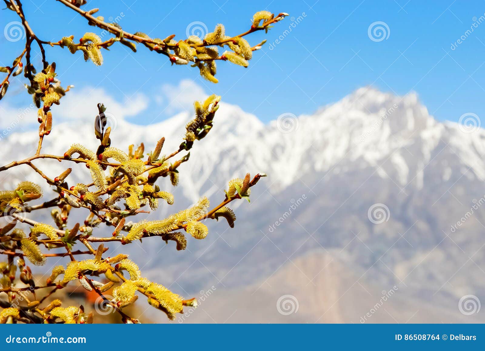 Spring is in the Himalayan Mountains. Flowering Willow Stock Photo ...