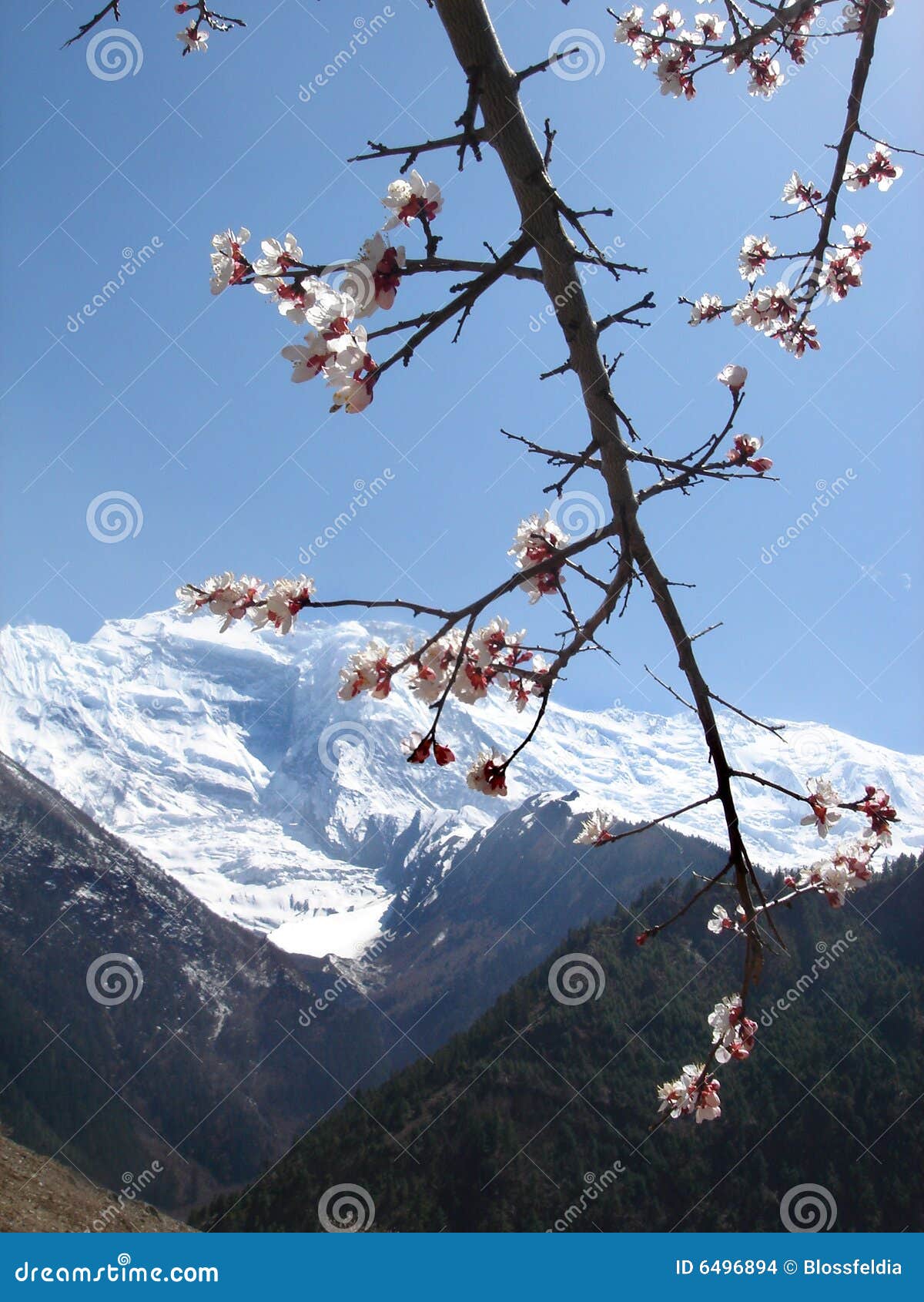 Spring Himalayas stock photo. Image of forest, trekking - 6496894