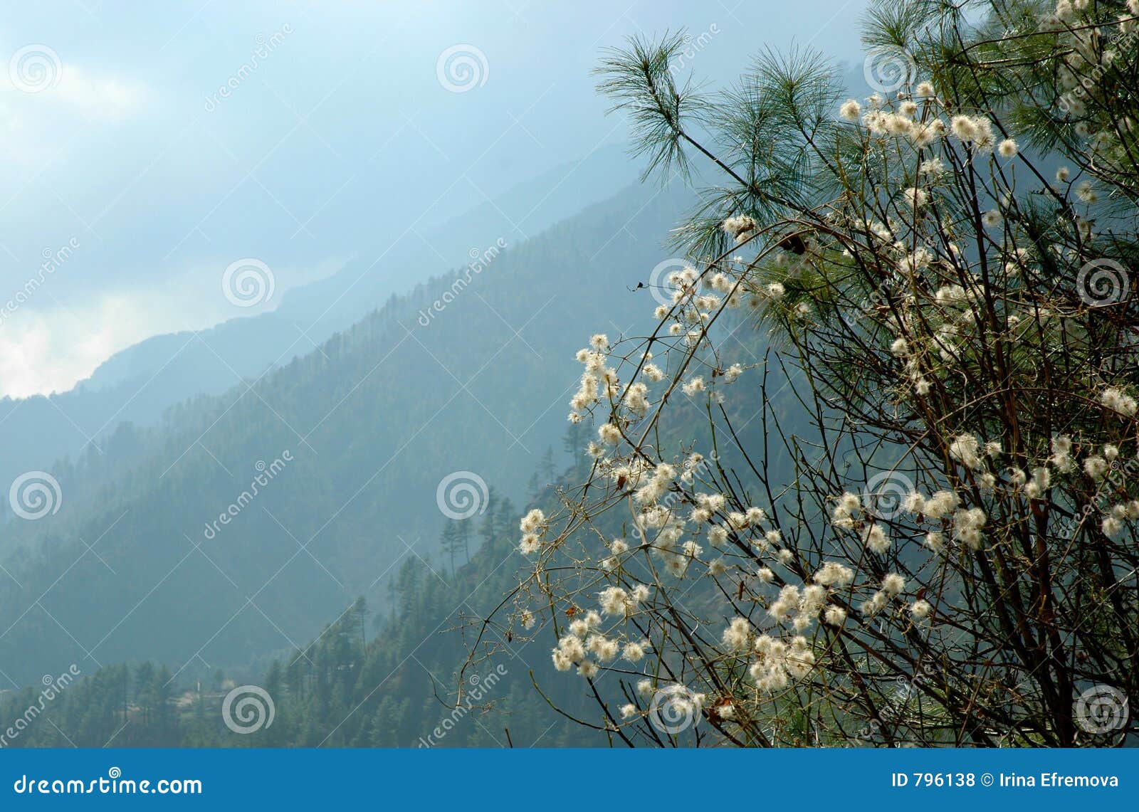 Spring in the Himalayas stock photo. Image of national - 796138