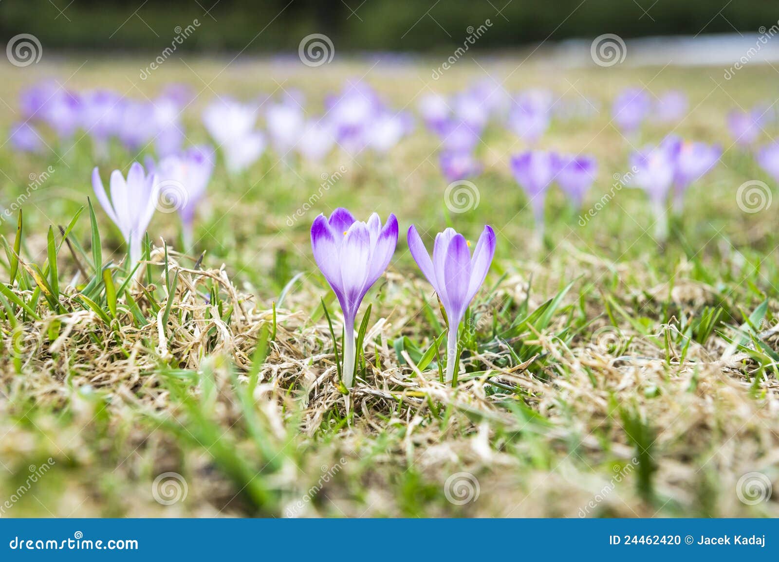 Spring Holiday Crocus Flowers Stock Photo - Image of green, growth ...