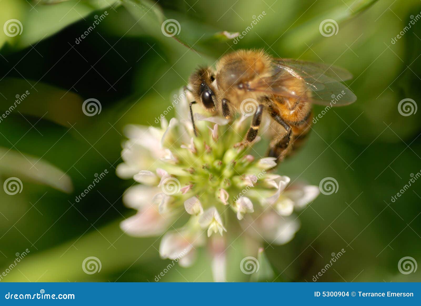 Spring Honey Bee stock photo. Image of animal, flowering - 5300904