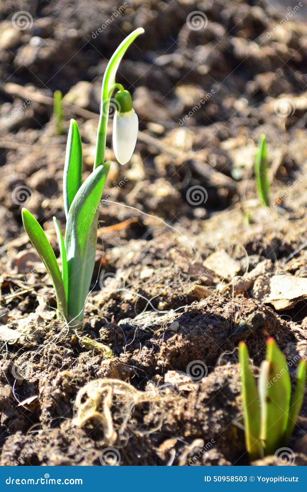Spring hope stock image. Image of happy, forest, background - 50958503
