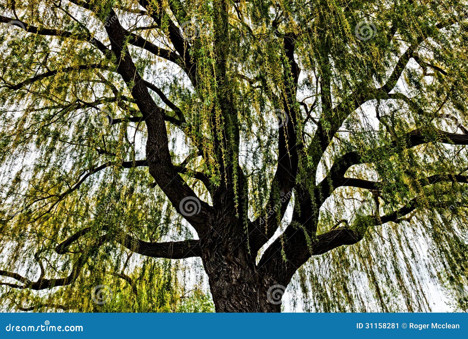 Weeping willow in Spring stock image. Image of outdoors - 31158281