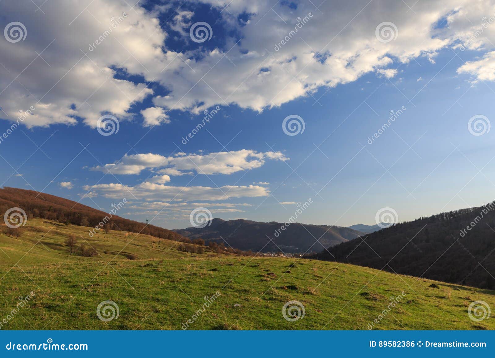 Spring horizon stock photo. Image of sunny, pine, grass - 89582386
