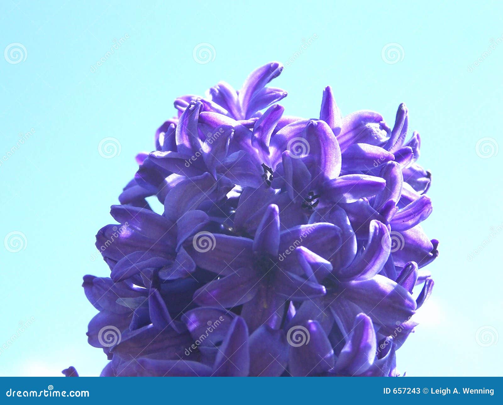 Spring Hyacinth stock image. Image of season, flower, hyacinth - 657243